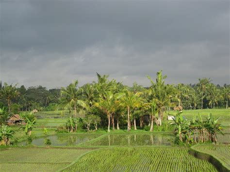 무료 이미지 경치 나무 잔디 구름 하늘 들 농장 곡물 대초원 한 지방 야자수 시골의 밀림 수확고 목장 쌀 평원 농토 시리얼 모 농업의