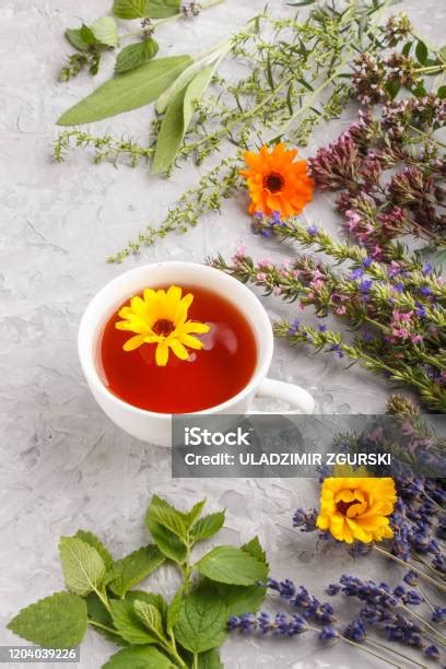 회색 콘크리트 배경에 금송화 라벤더 오레가노 히솝 민트 레몬 밤을 곁들인 허브 티 한 잔 마니니그 봄 건강 한 음료 개념 측면 보기 0명에 대한 스톡 사진 및 기타 이미지