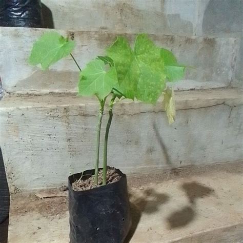 Jual Tanaman Herbal Jarak Daun Jarak Shopee Indonesia