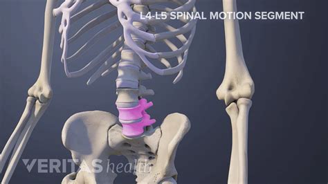Spinal Motion Segment L4 L5 Animation