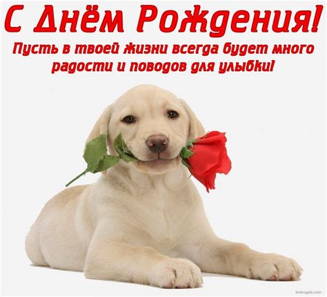 С днем косточки собаке поздравление 65 фото