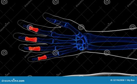 Human Skeleton Intermediate Phalanges Anatomy 3d Rendering Stock