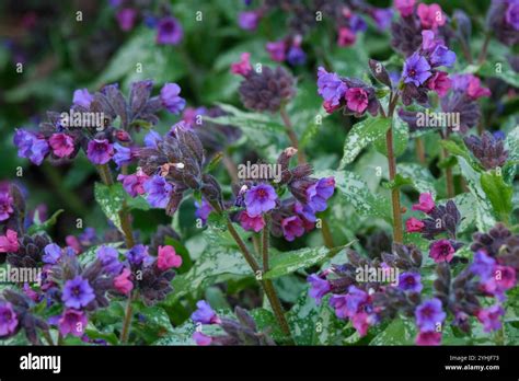 Pulmonaria Angustifolia Diana Clare Hi Res Stock Photography And Images Alamy