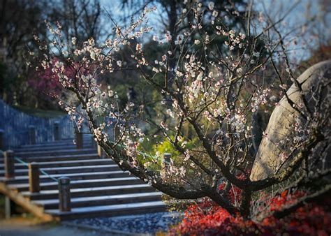 花开春光寻美景 独占风情向小园 中关村在线摄影论坛