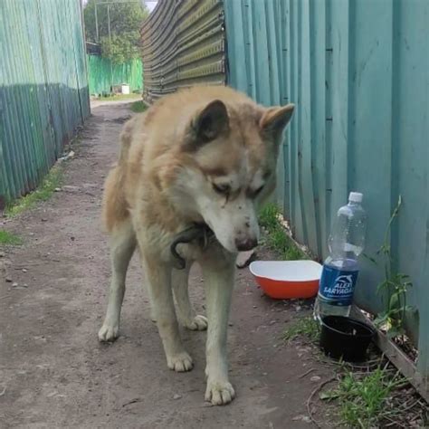 КС 4 лапы объявления Здравствуйте Upd СОБАКА СЛЕПАЯ😭😭 КТО НИБУДЬ ПОМОГИТЕ 🙏 Может у кого