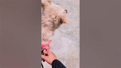 말이랑 강아지랑 첫 만남 망아지는 옆에서 지켜보는 중 Youtube