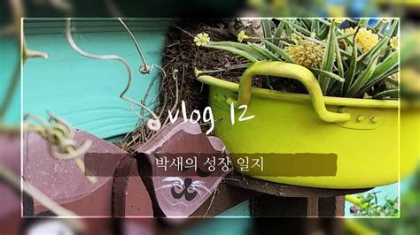 시골 전원생활 브이로그리틀 포레스트 박새의 탄생과 성장일지 Youtube