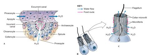 Cells In Sponges Eazybio