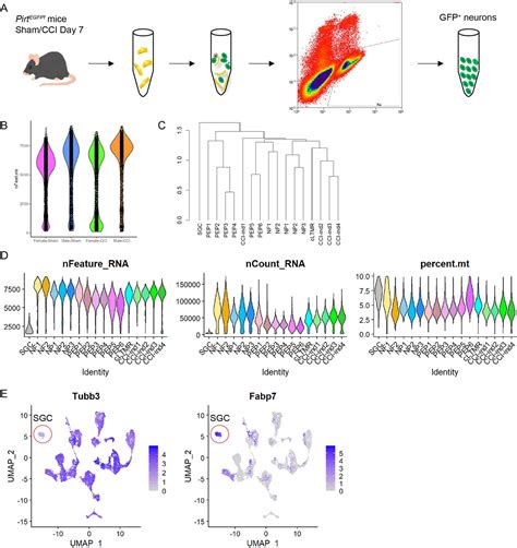 Figures And Data In Scrna Sequencing Reveals Subtype Specific