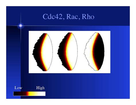 Cell Polarity Models And Simulating Cell Motility Using The Cellular