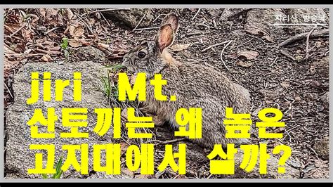 고양이와 토끼는 같은 종이였을까 Youtube