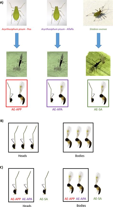 Sampling Design For Rna Sequencing And Differential Expression Analysis Download Scientific