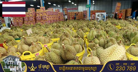 ទុរេនគ្មានគុណភាពជិត ៤០តោន ត្រូវអាជ្ញាធរថៃឃាត់ទុកនៅច្រកព្រំដែន