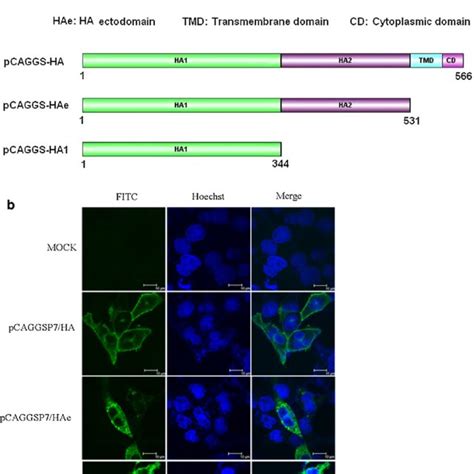 A Schematic Diagram Of Dna Vaccine Constructs Details Of The Design