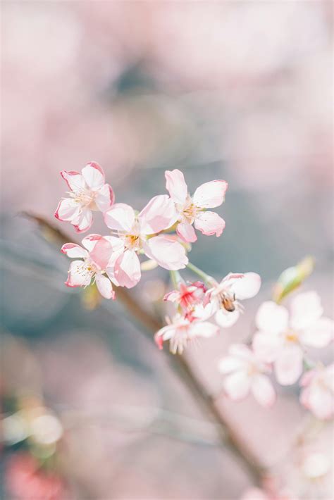 경치 경치가 좋은 계절 고요한 꽃 꽃 장면 꽃무늬 꽃이 만발한 나무 꽃이 피는 꽃잎 나무 낭만적인 만개