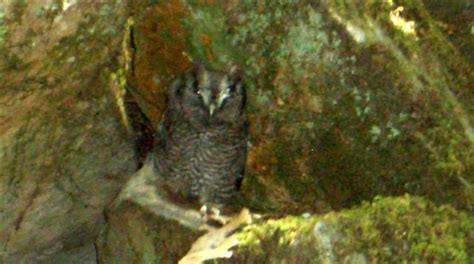 Hoping For A Western Screech Owl To Take Up Residence In My Beautiful