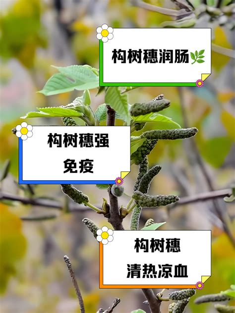 构树穗的营养价值及功效