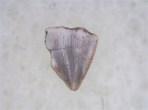 Pseudosuchian Tooth 04