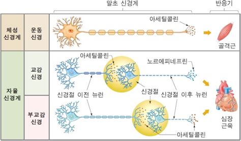 뇌를 본다 1신경계와 지각 네이버 블로그