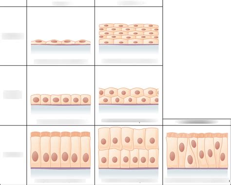Tissue Cell Types Diagram Quizlet