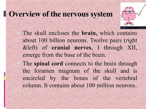 nervous system ppt ppt