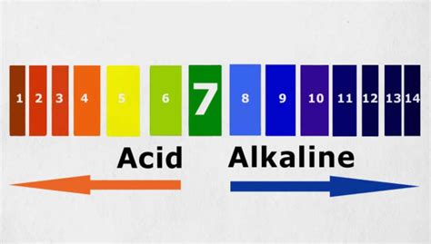 How To Test Soil PH Levels DIY Doctor