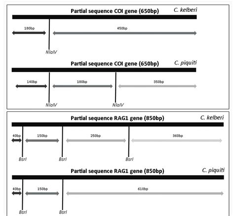Restriction Maps Of The Co Gene And Rag Gene For The