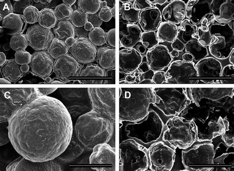 Sem Micrographs Of Mm 4520 Scaffolds Obtained Via Solvent Download Scientific Diagram