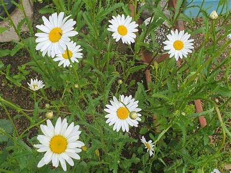 마가렛 마거리트marguerite 꽃 보고픈 순자