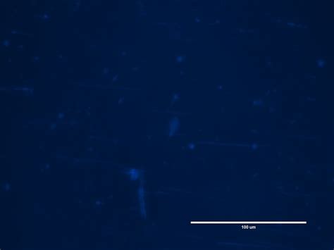 234 Questions With Answers In Comet Assay Scientific Method