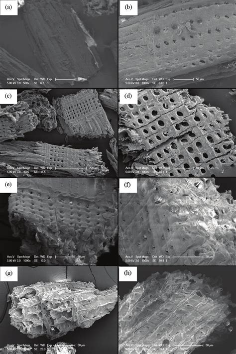 sem micrographs of fir flour a and b naoh treated flour c and d
