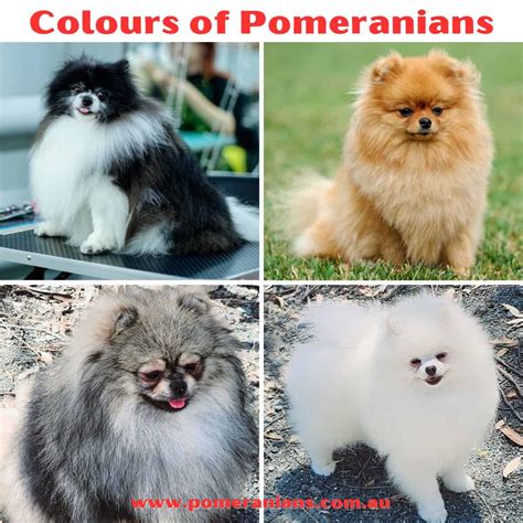 Pomeranian Colors Chart Yorkshire Terrier Color Chart Coats And