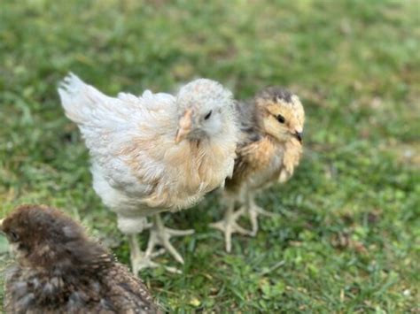 5 Week Old Easter Egger Pullet Or Cockerel Backyard Chickens Learn How To Raise Chickens