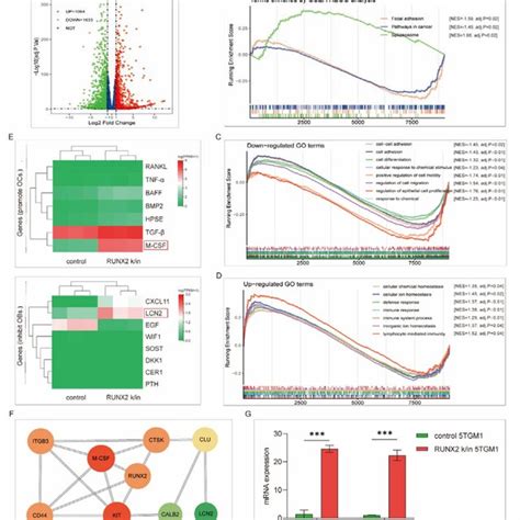 Rna Seq Analysis Of Runx2 Kin And Control Myeloma Cells Differential