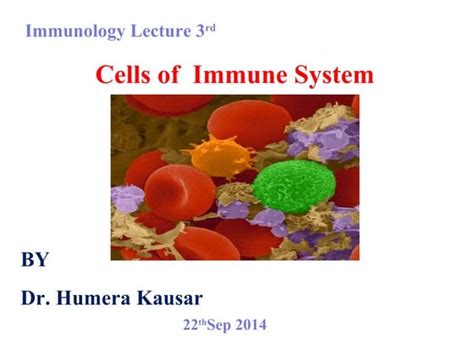 Cells Of Immune System Ppt