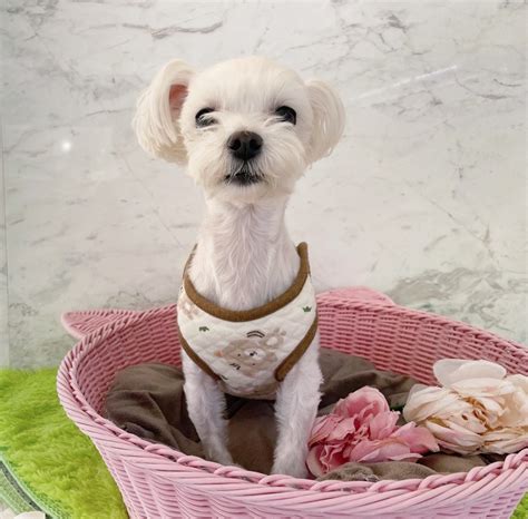 말티즈 보리 비숑프리제분양가 유기견 미니비숑 웰시코기분양 스피츠 요크셔테리어분양 먼치킨고양이 노르웨이숲고양이분양 강아지무료