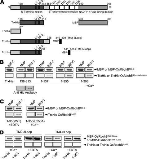 Interaction Between The N Terminal Cytoplasmic Region And The Cytosolic