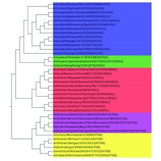 A The Phylogenetic Upgma Tree Using Anv Method On Mammals Mtdna Download Scientific Diagram