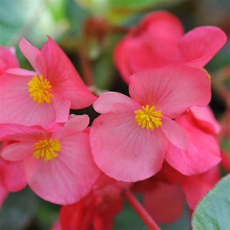 Pennington 1 Gal Pink Big Begonia Live Annual Plant 1 Pack Pvbeg1pnk1pk The Home Depot