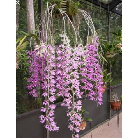 Jual Anggrek Dendrobium Anosmum Shopee Indonesia
