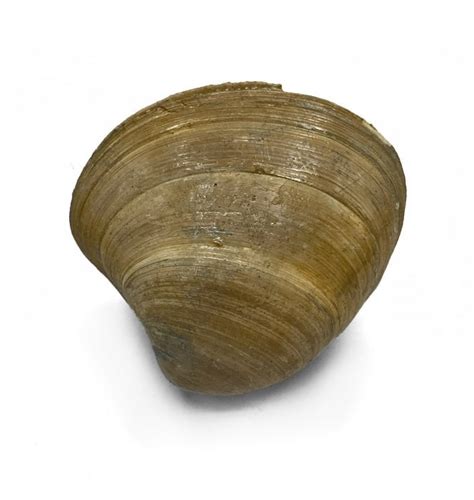 Fossils For Sale Fossils Late Eocene Fossil Shell From Headon Beds Isle Of Wight