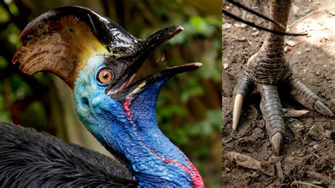 Southern Cassowary The Giant Prehistoric Bird With