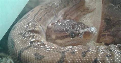 Barry The Ball Pythons First Molt Album On Imgur