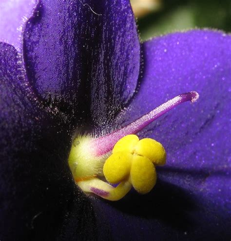 Flower s sexual parts Toni Verdú Carbó Flickr
