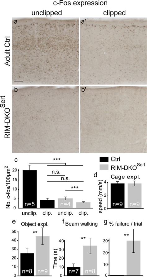 Reduced Activity Dependent Expression Of C Fos In The Somatosensory Download Scientific Diagram