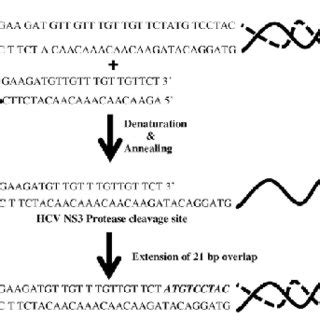Overlap Primer Walk PCR OPW PCR In St Round Of PCR Primer F And Download Scientific