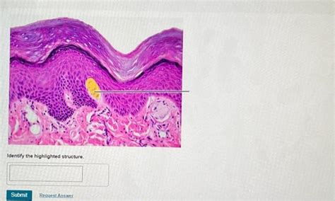 Solved Identify The Highlighted Region Of The