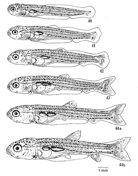 The Stages Of Post Hatch Development Of Grass Carp 40 Dorsal Fin