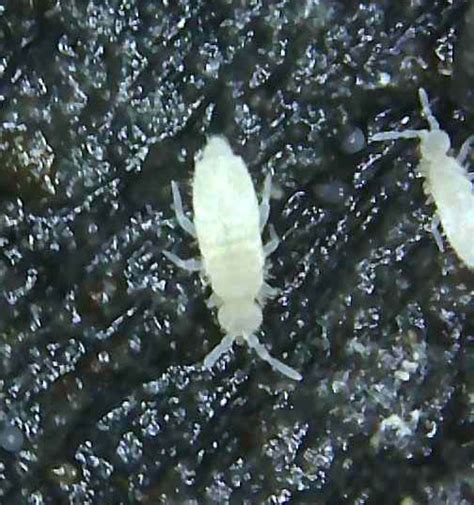 Collembola Sp ‘tropical Springtails Isopod Ranch