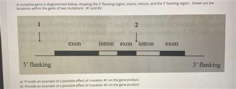 Solved A Complete Gene Is Diagrammed Below Showing The 5